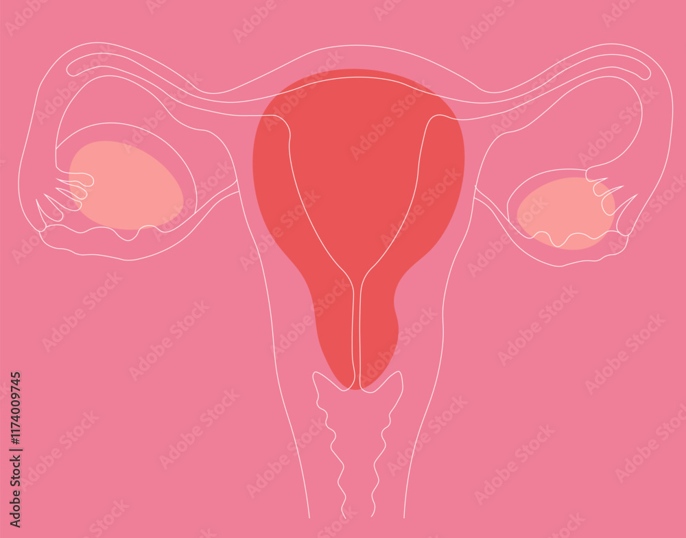 Human anatomy. Female reproductive system, female reproductive organs. Scheme of the location of ...