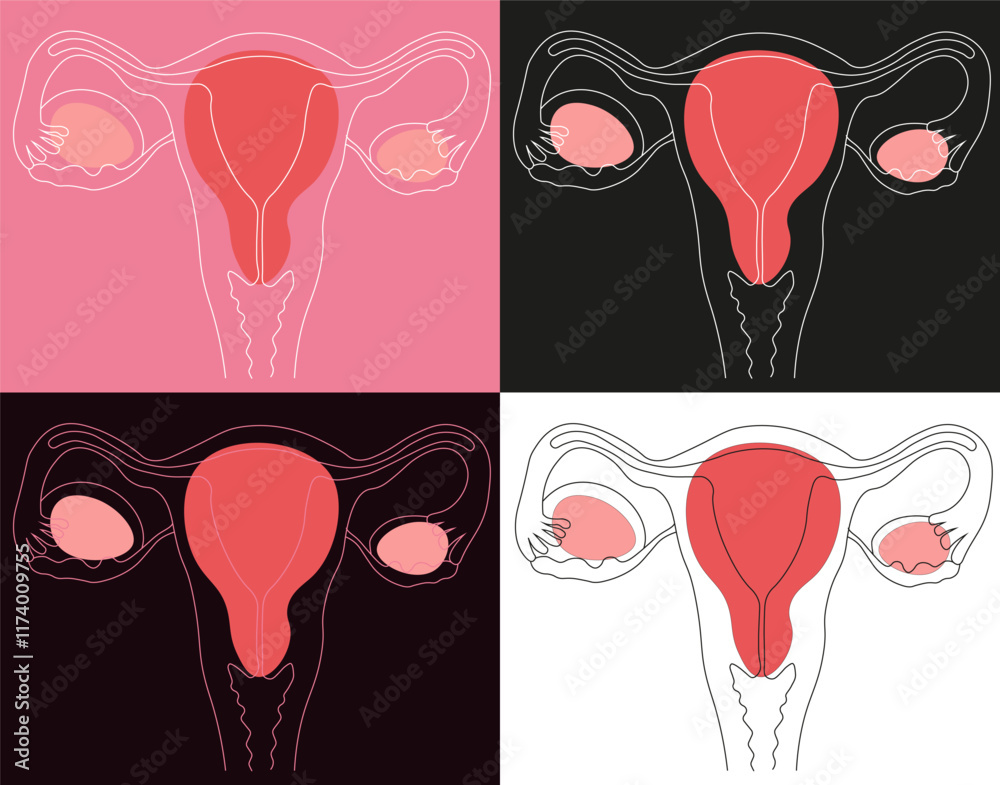 Human anatomy. Female reproductive system, female reproductive organs ...