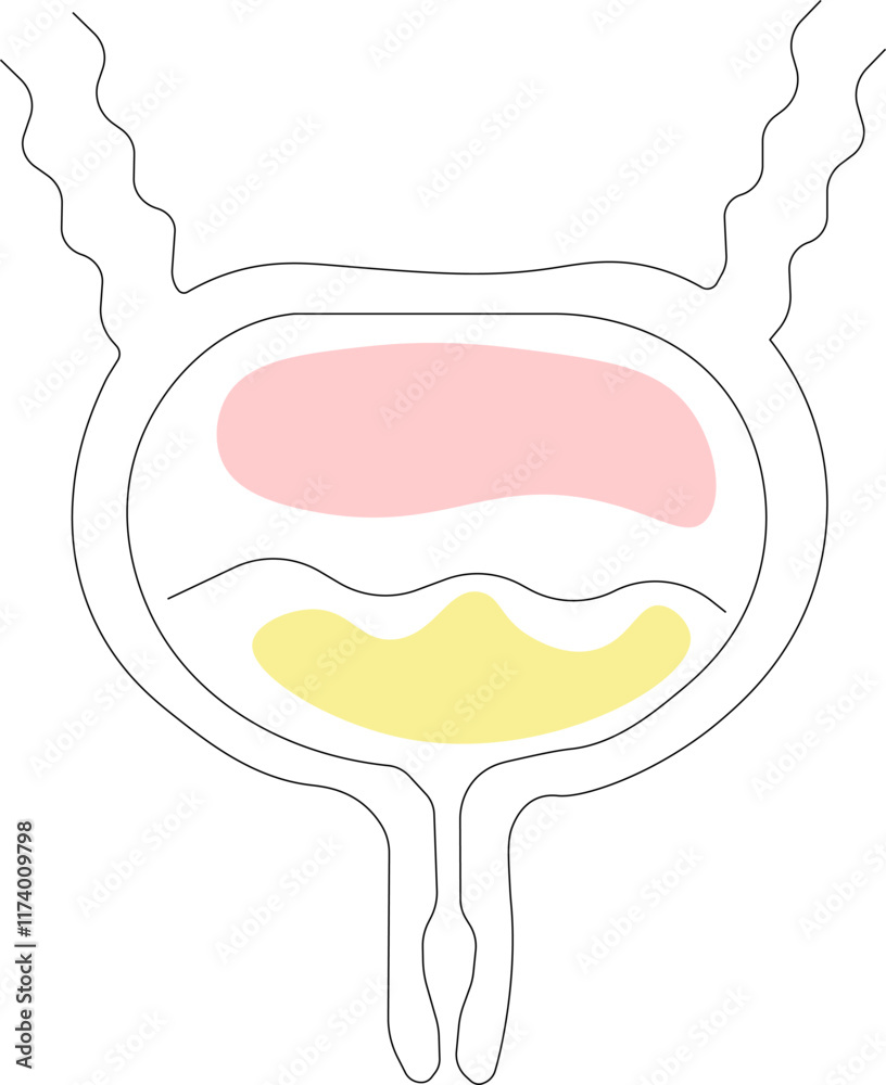 Human bladder anatomy. Urinary system. Vector illustration on white ...
