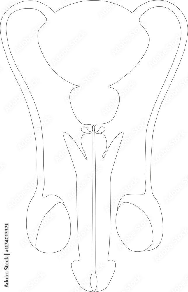Human anatomy. Male reproductive system, male reproductive organs ...