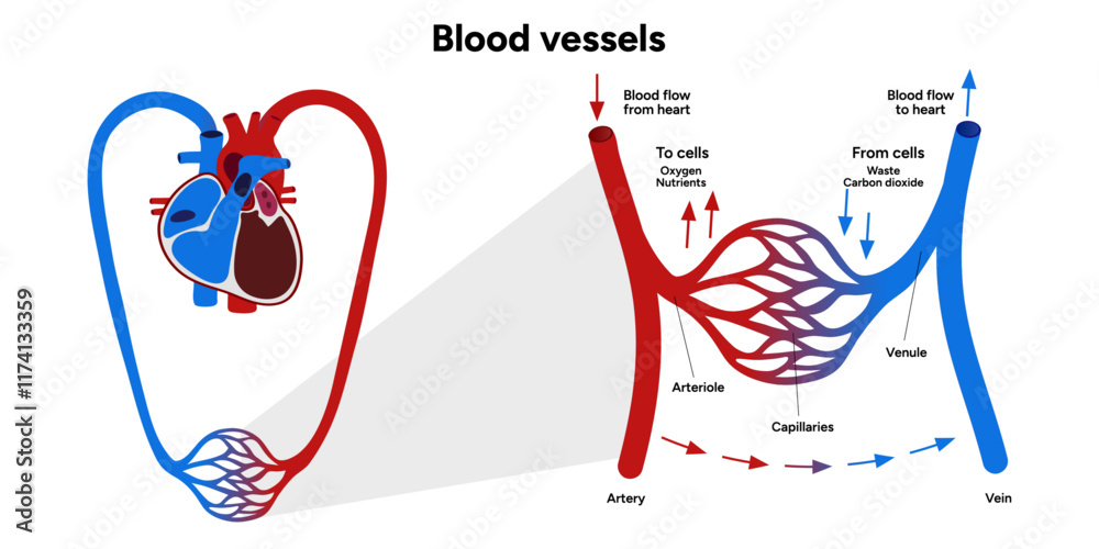 Vital Pathways of Double Circulation in Humans Oxygen Transport in the ...