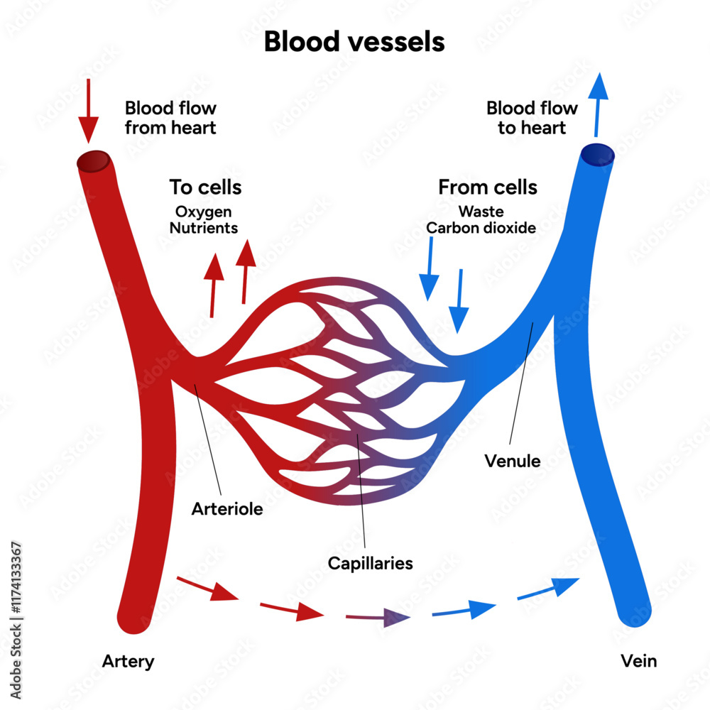 Vital Pathways of Double Circulation in Humans Oxygen Transport in the ...