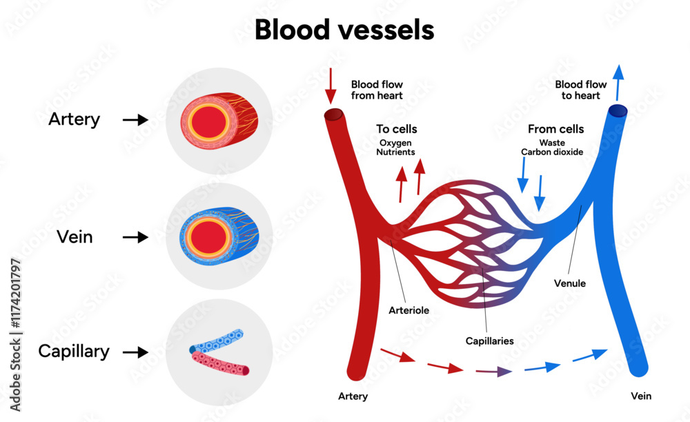 Vital Pathways of Double Circulation in Humans Oxygen Transport in the ...