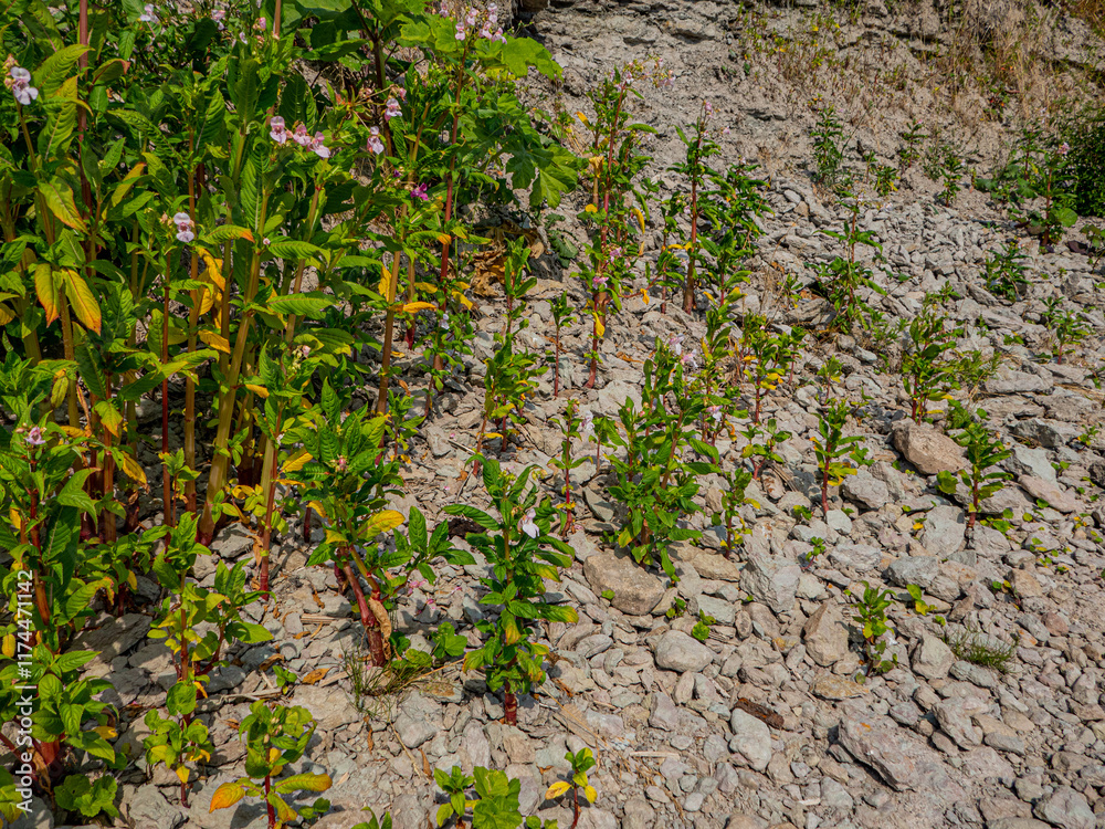 Plants that live in limestone outcrops: calciphil (lime-loving crop ...