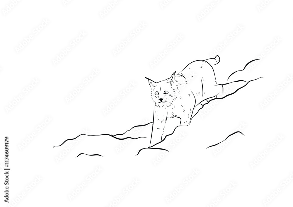 Wild Cat Outline drawing wild animals, black and white outline vector ...