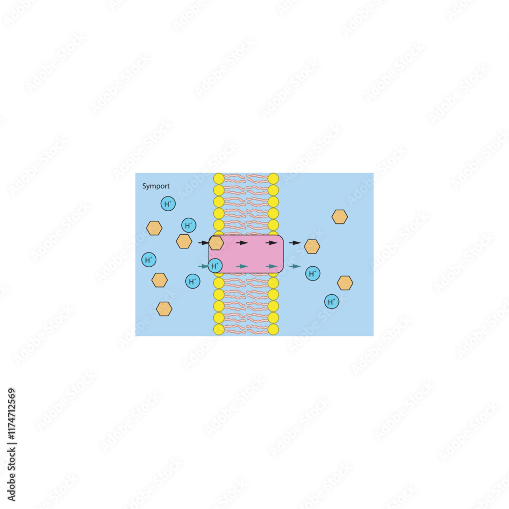 A diagram of Symport transport via a membrane - simple schematic ...