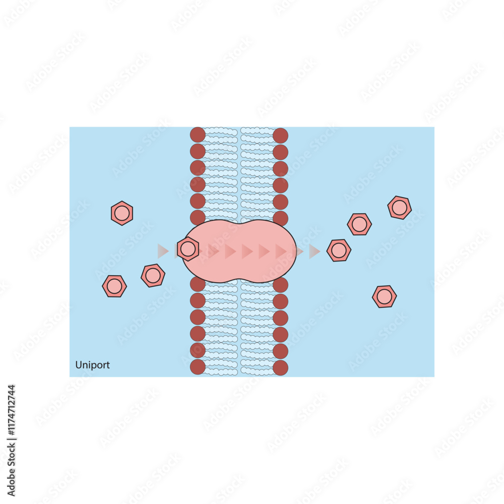 A diagram of Uniport transport via a membrane - simple schematic ...
