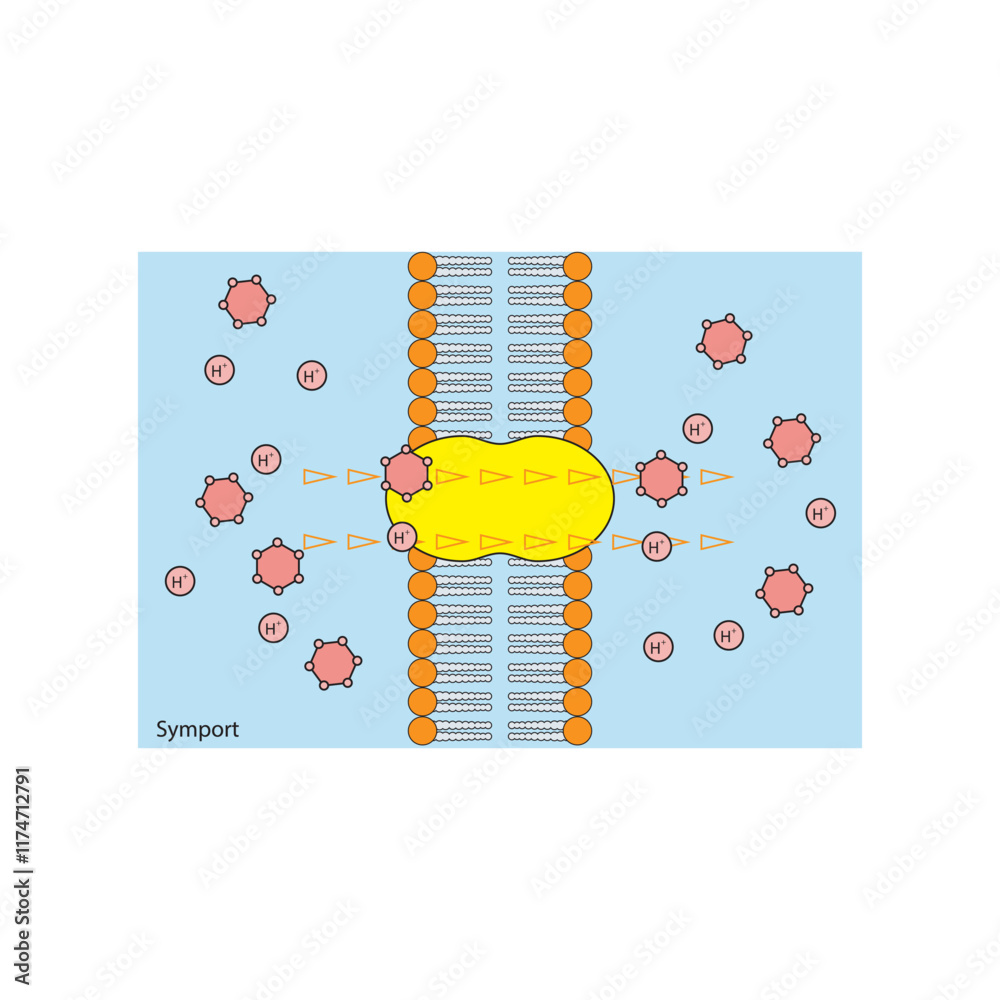 A diagram of Symport transport via a membrane - simple schematic ...