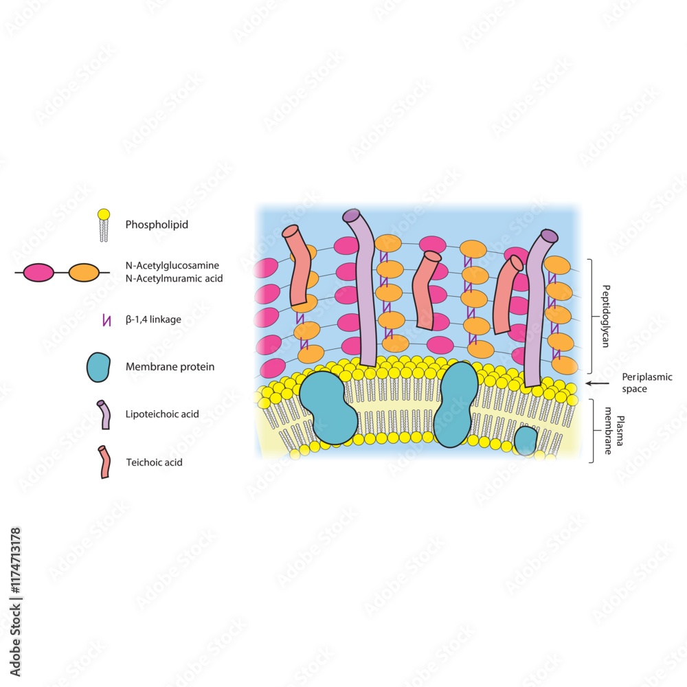 Diagram of Gram positive bacteria envelope, including teichoic and lipoteichoic acids, membrane ...