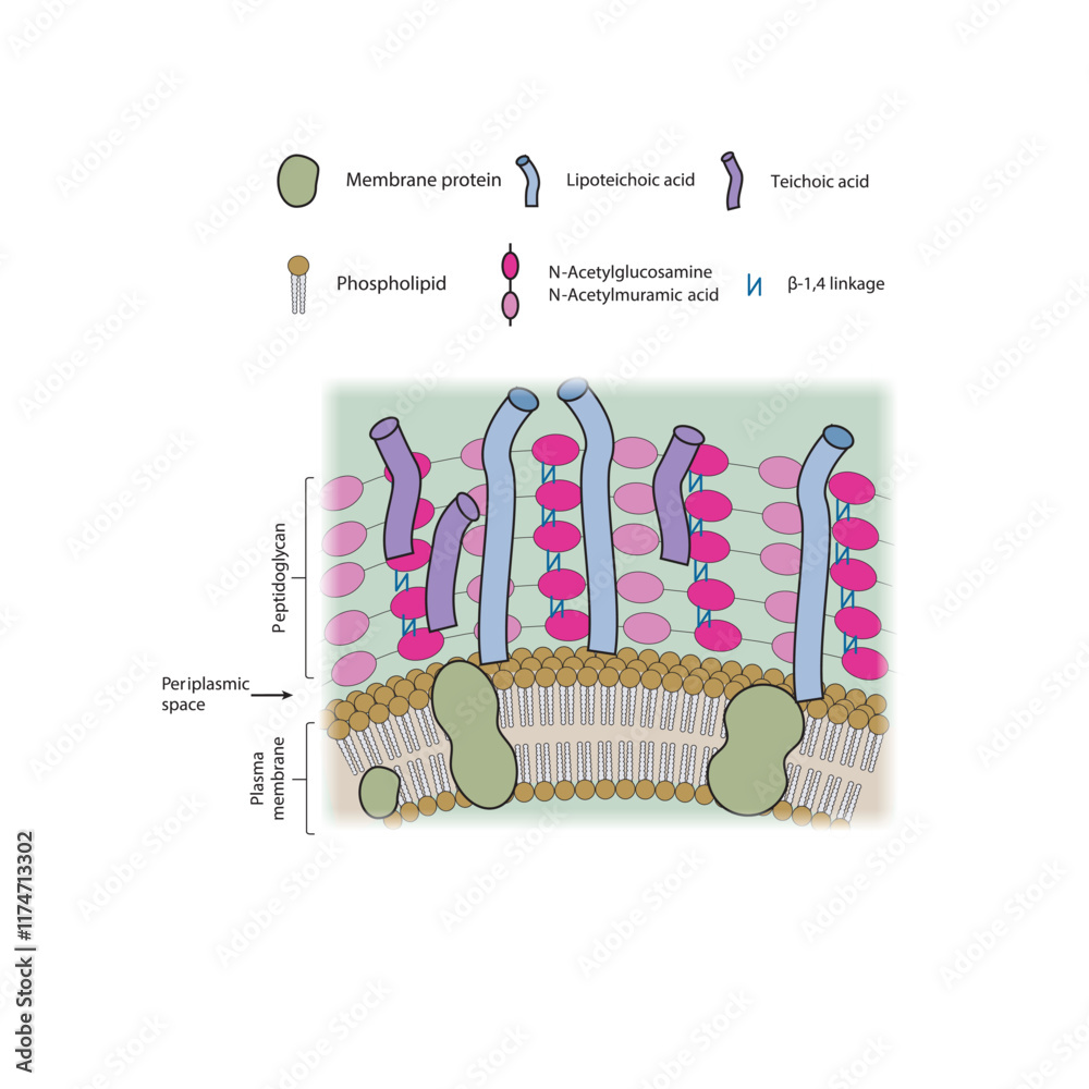 Diagram of Gram positive bacteria envelope, including teichoic and lipoteichoic acids, membrane ...