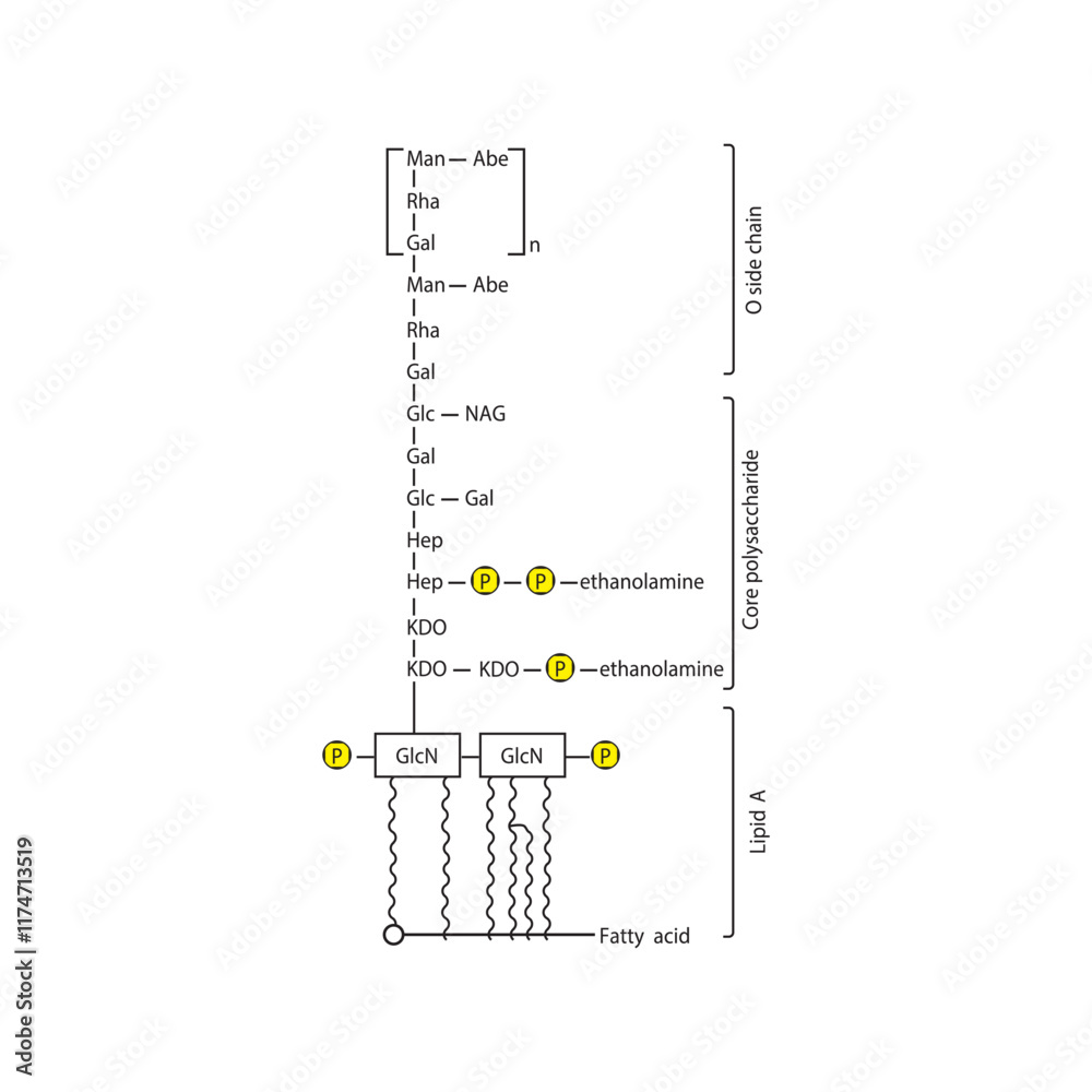 Diagram of Salmonella LPS - lipopolysaccharide - simplified ...