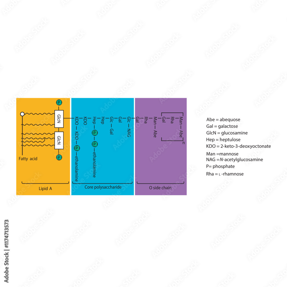 Diagram of Salmonella LPS - lipopolysaccharide - simplified ...
