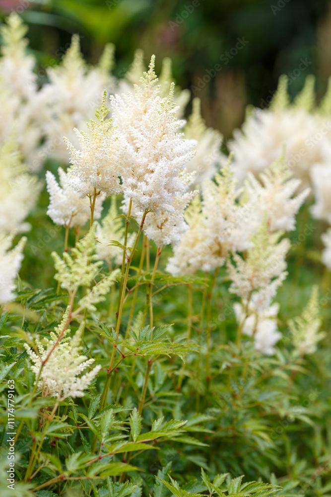 Astilbe arendsii Weisse Gloria in garden. White delicate inflorescences ...