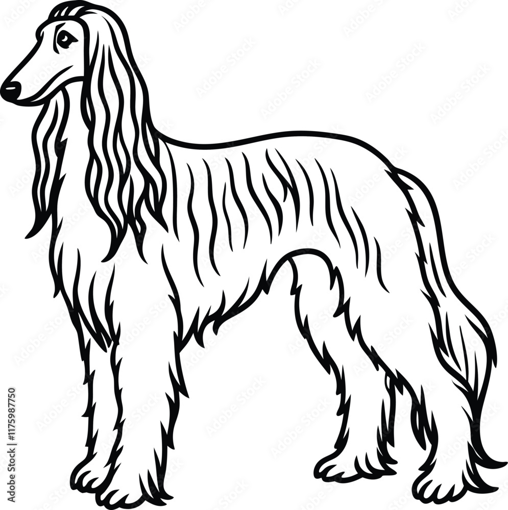 afghan line arts with white background. afghan hound portrait drawing ...