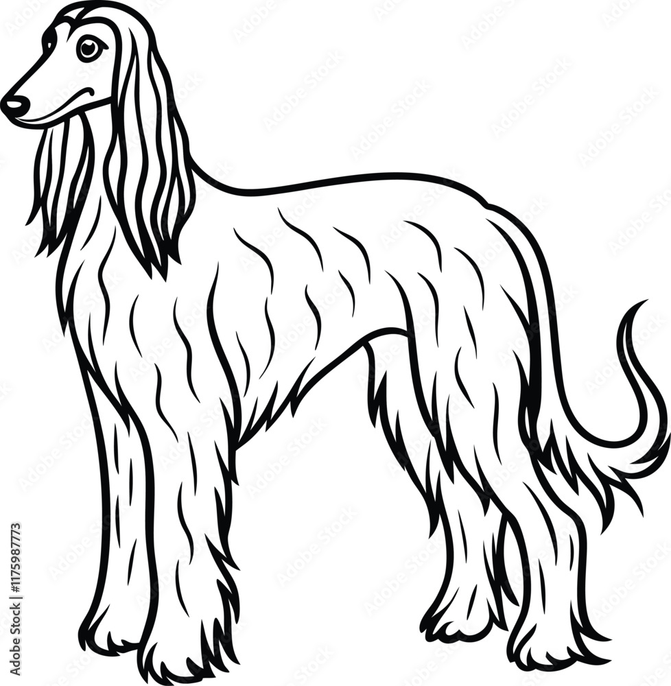 afghan line arts with white background. afghan hound portrait drawing ...