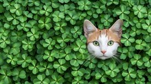 Cat In Clover Free Stock Photo - Public Domain Pictures