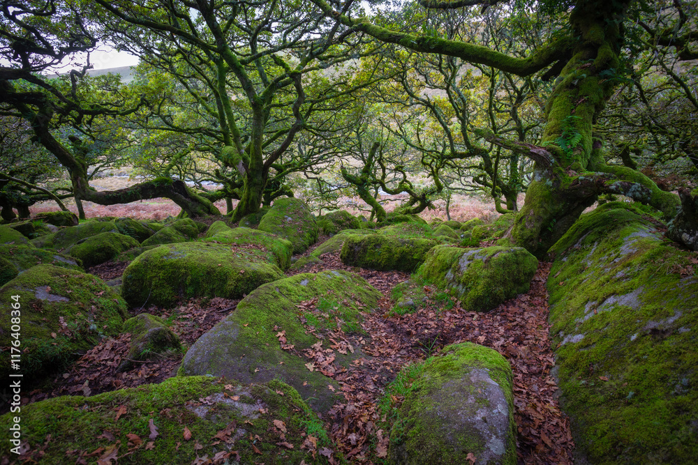 Dartmoor Forestis a primeval forest worth preserving is one of Britain ...