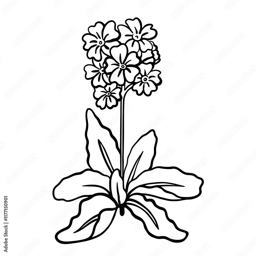 Primula or primrose black line drawing sketch isolated on white. Hand ...