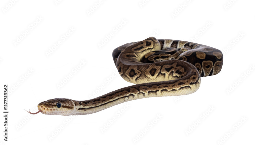 Two morphs of Ball Python aka Python Regius, tangled up and living as ...