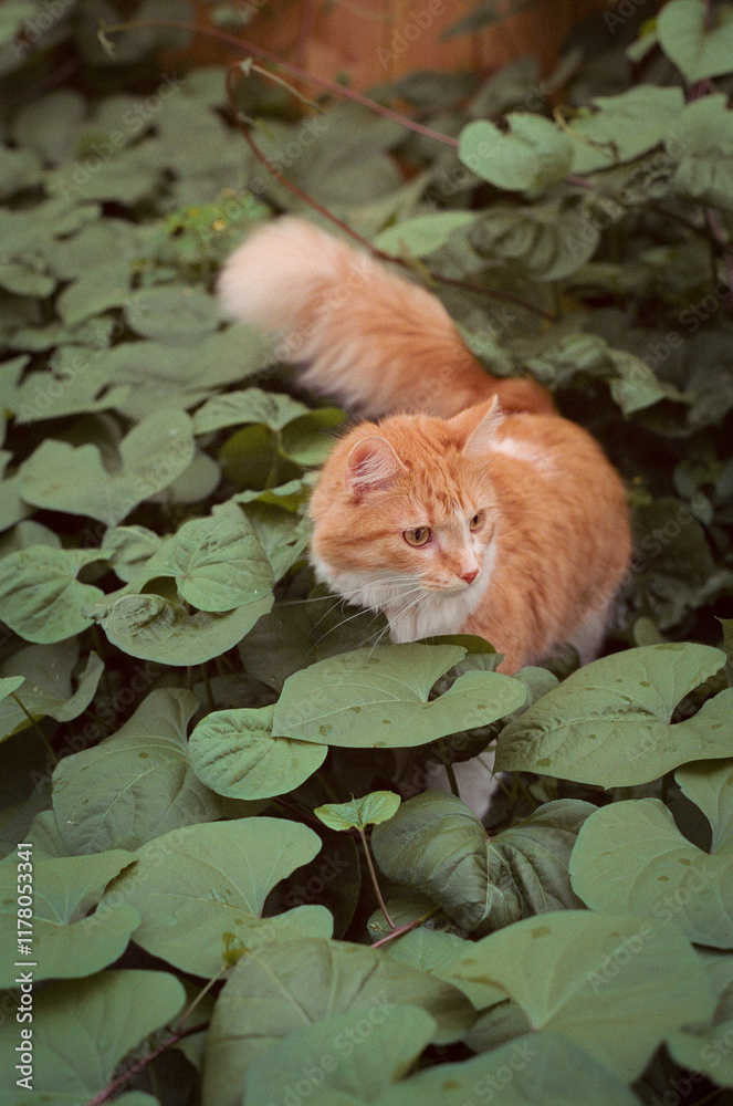 Film Snapshot of Cat Walking through Vine Leaves Stock Photo | Adobe Stock