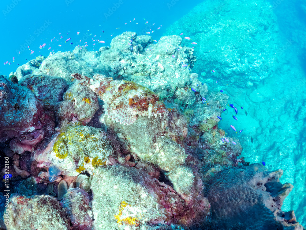 岩の間で完璧な擬態をする、美しいオニカサゴ。 ソラスズメダイ、アマミスズメダイ他の群れ。 英名学名：Hairy Stingfish ...