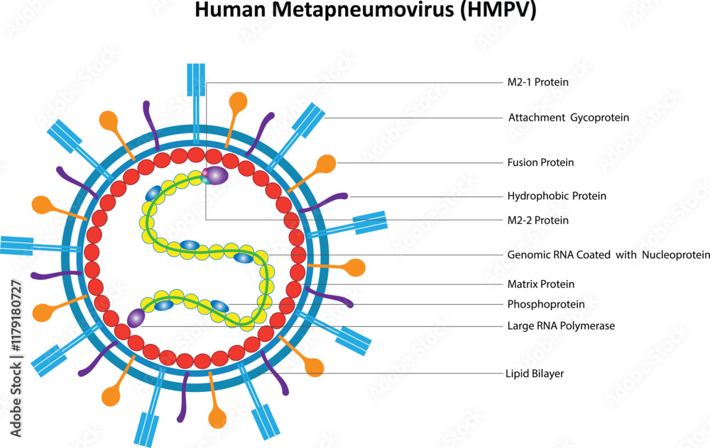 HMPV Human Metapneumovirus Vector illustration with Lebel Stock Vector ...