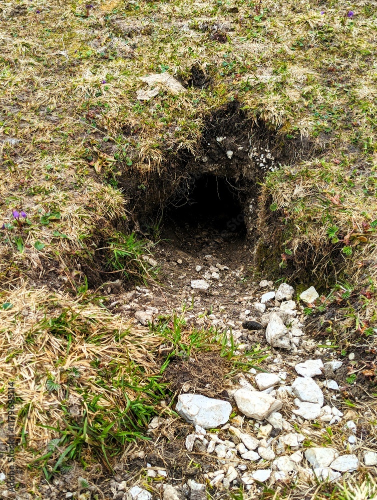 Entrance to the underground tunnel system of the Marmot bull in the ...