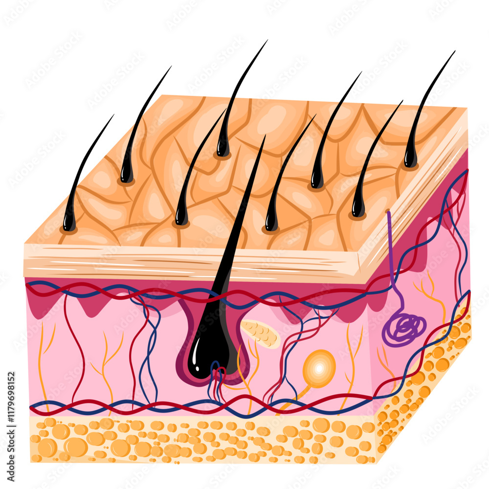 Anatomical illustration of human skin and hair with a semi realistic ...