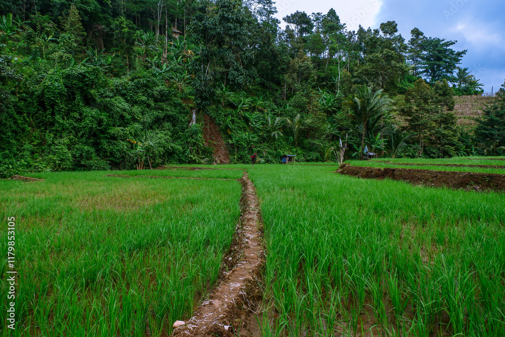 Beautiful scenery of tropical rice terrace farm over mountainous area ...
