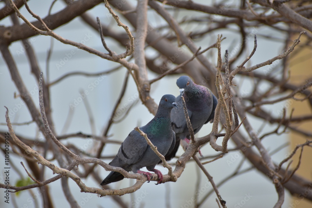 The domestic pigeon is a pigeon subspecies that was derived from the ...