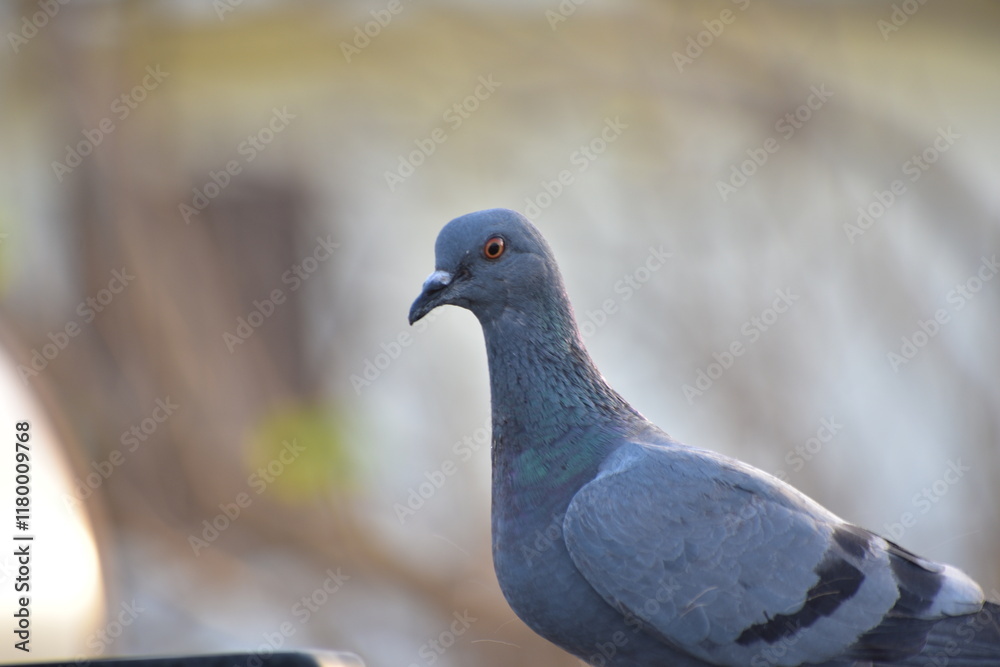 The domestic pigeon is a pigeon subspecies that was derived from the ...