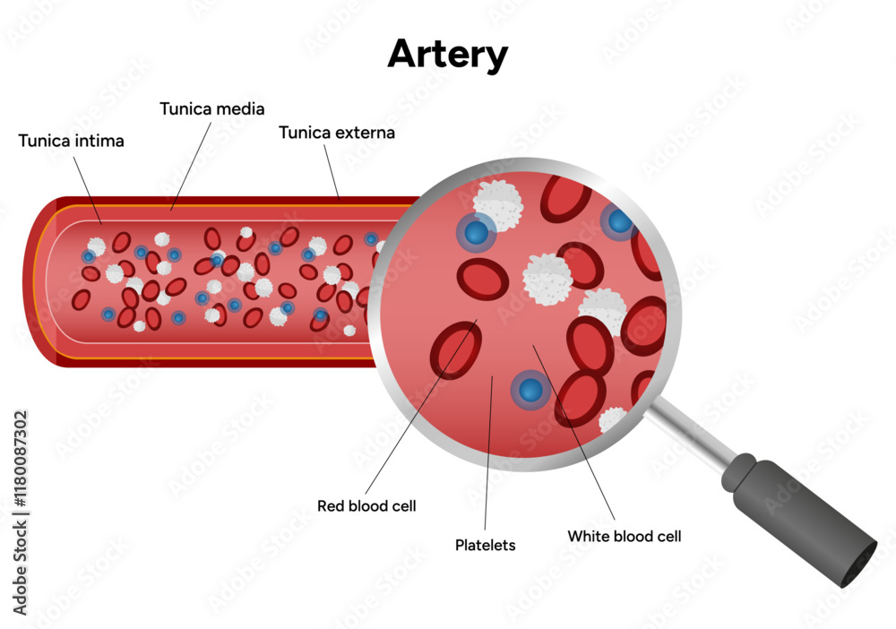 Red blood cell platelets white blood cell artery anatomy Stock Vector ...