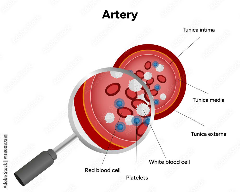 Red blood cell platelets white blood cell artery anatomy Stock Vector ...