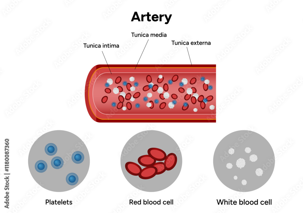 Red blood cell platelets white blood cell artery anatomy Stock Vector ...
