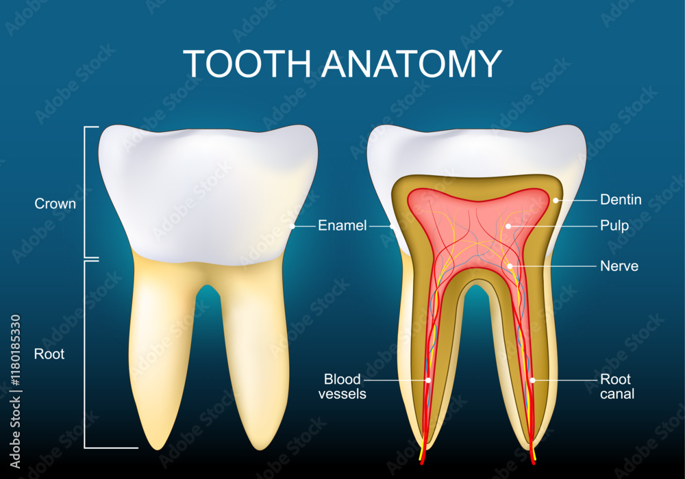 Tooth Anatomy. Structure of human teeth Stock Vector | Adobe Stock