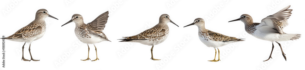 series of five shorebirds. showcasing different poses and angles each ...