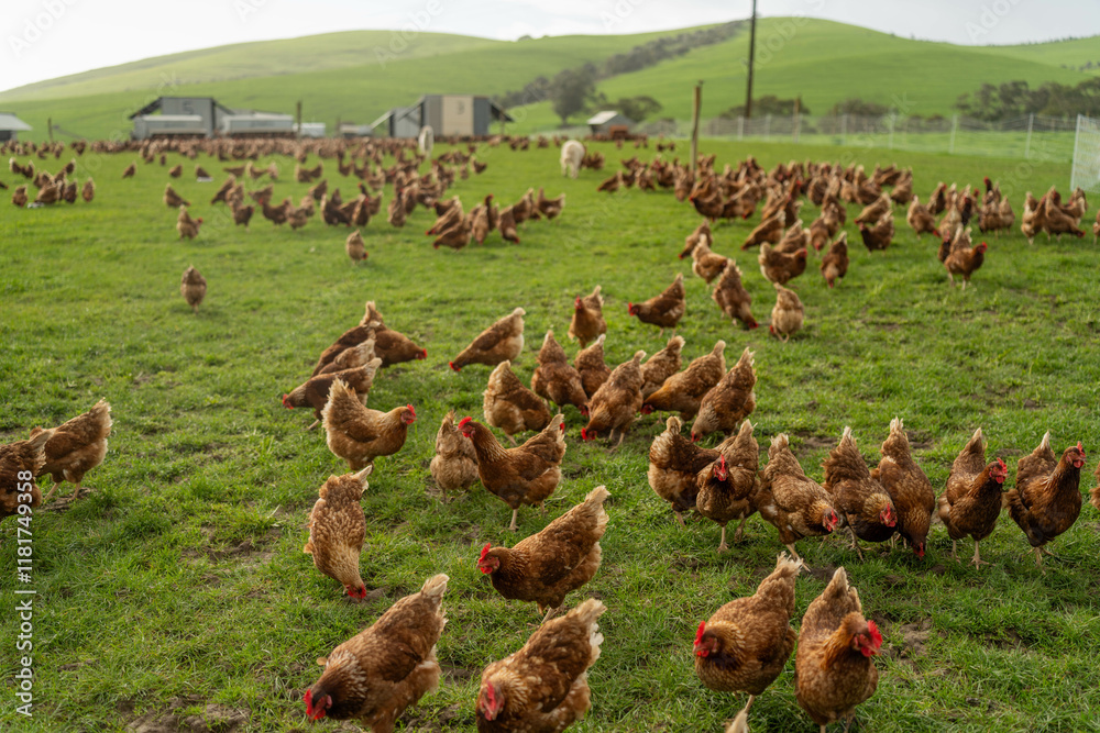 free range chicken farm with chook tractors on a regenerative ...