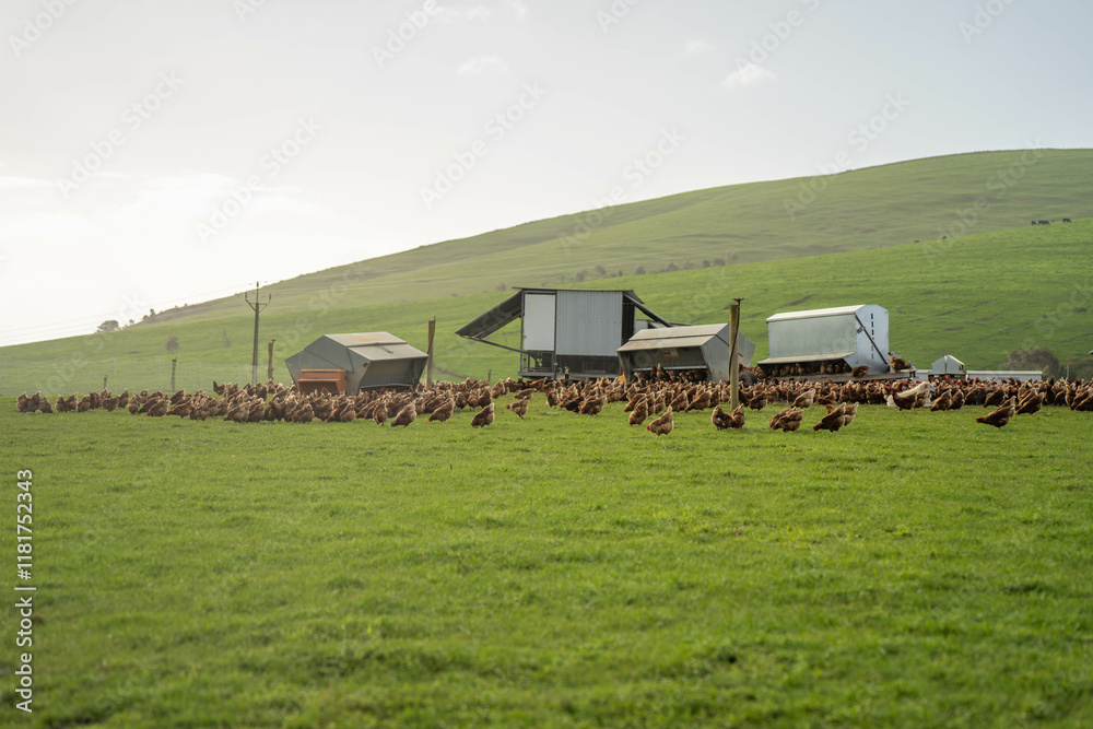 free range chicken farm with chook tractors on a regenerative ...