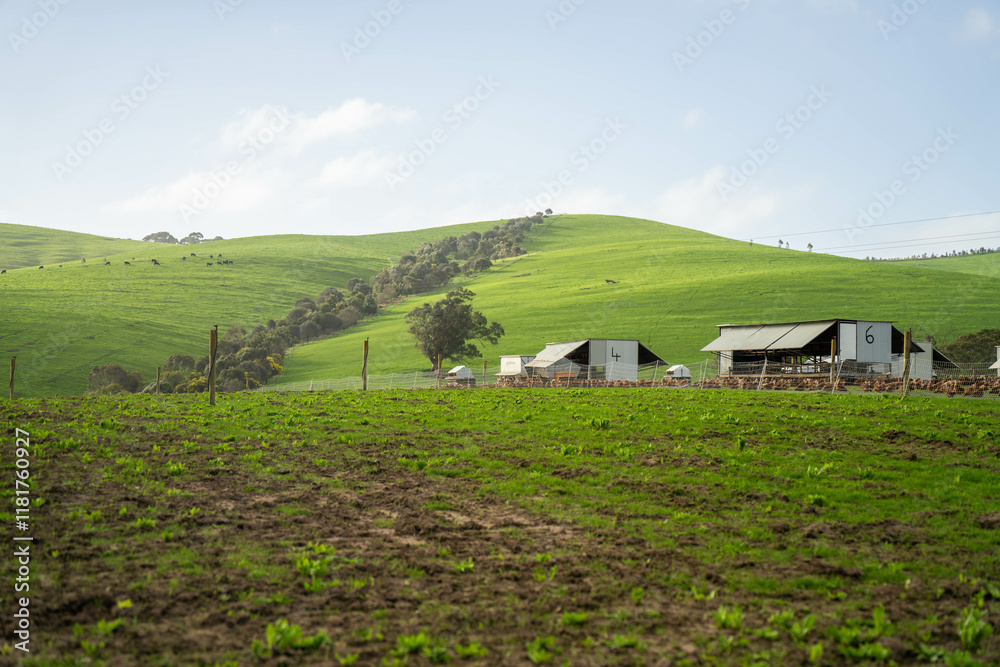 free range chicken farm with chook tractors on a regenerative ...