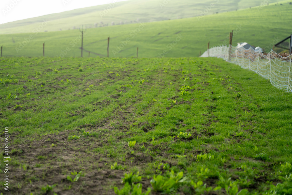 free range chicken farm with chook tractors on a regenerative ...