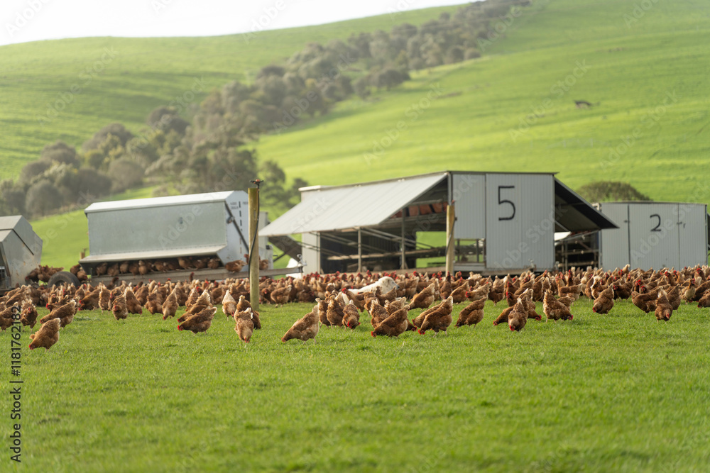 free range chicken farm with chook tractors on a regenerative ...