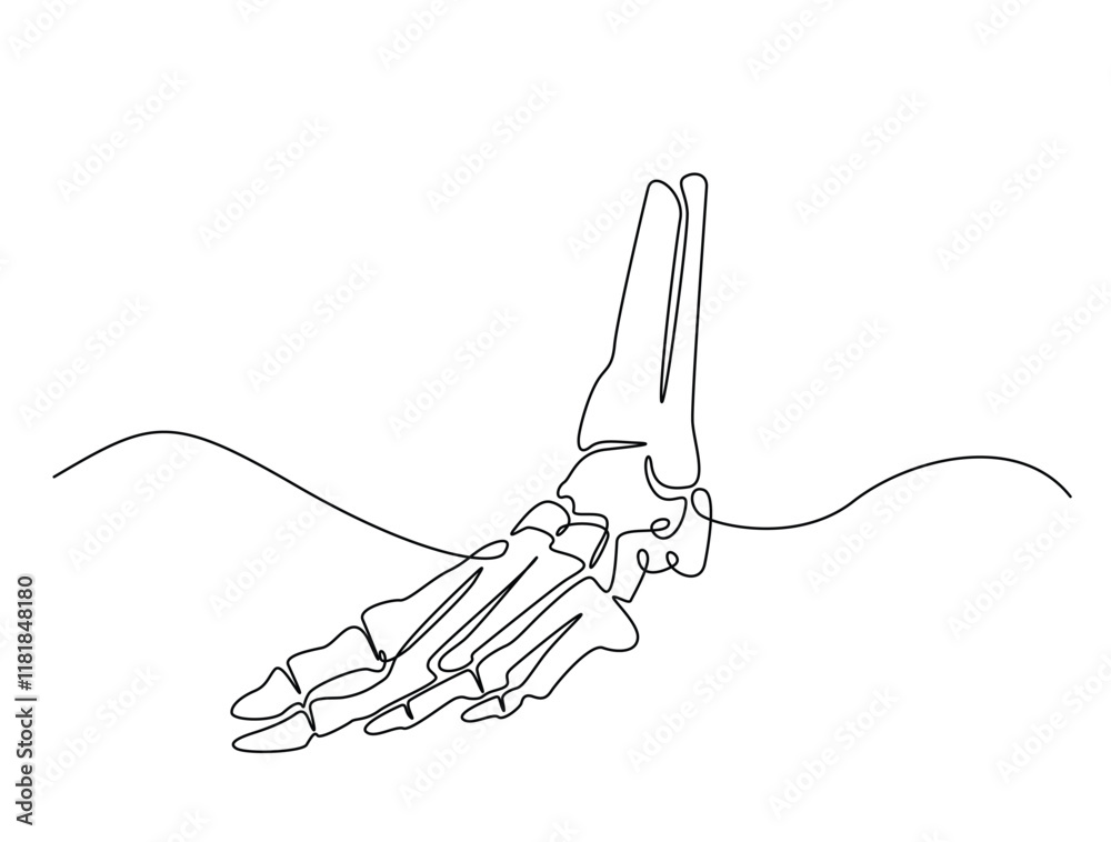 Continuous one line drawing bones of human foot. bones of the foot in ...