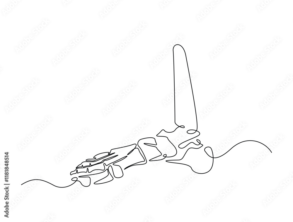 Continuous one line drawing bones of human foot. bones of the foot in ...