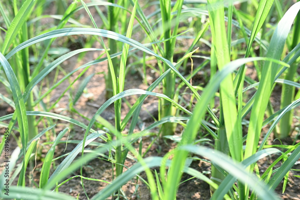 Eleusine coracana or Finger millet plants. It is called Ragi and madua ...