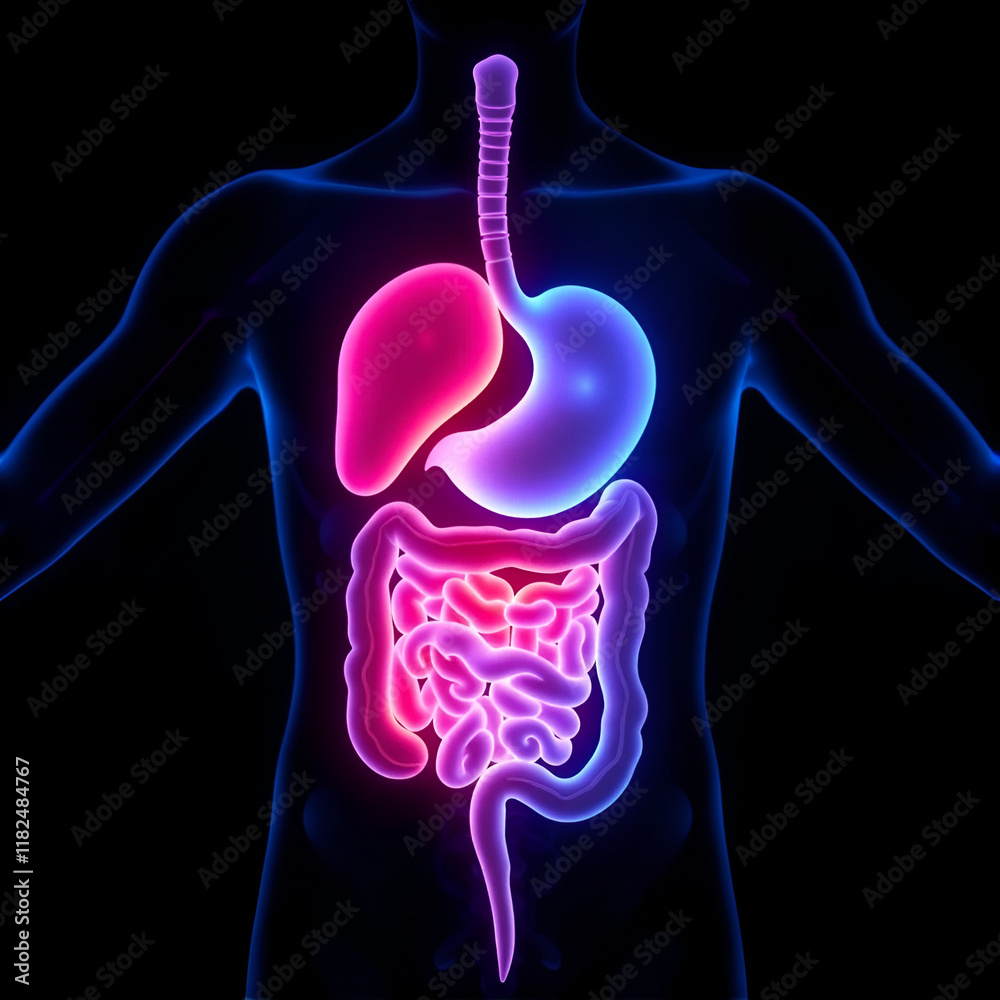 A holographic image of the human digestive system, with each organ ...