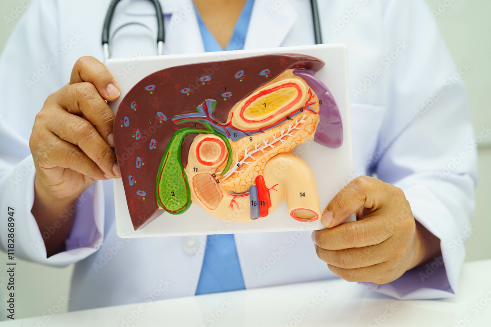 Liver with gallbladder, pancreas spleen and duodenum, Asian doctor ...