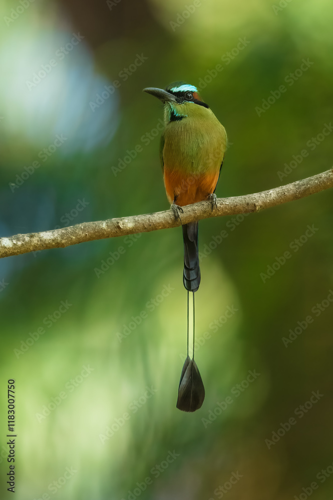 Turquoise-browed motmot (Eumomota superciliosa) also known as Torogoz ...