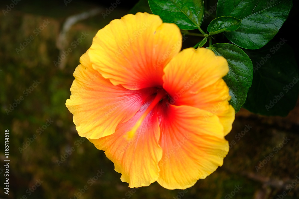 Hibiscus is a shrub of the Malvaceae family that originates from East ...