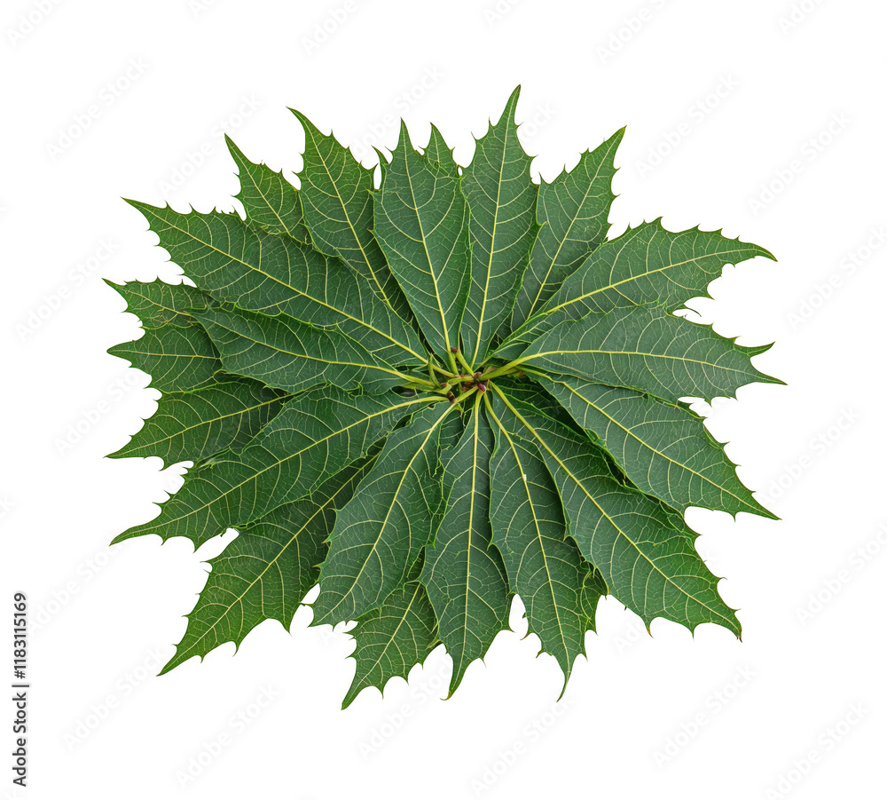 Realistic Photograph of Isolated Neem Leaves on White Background for ...