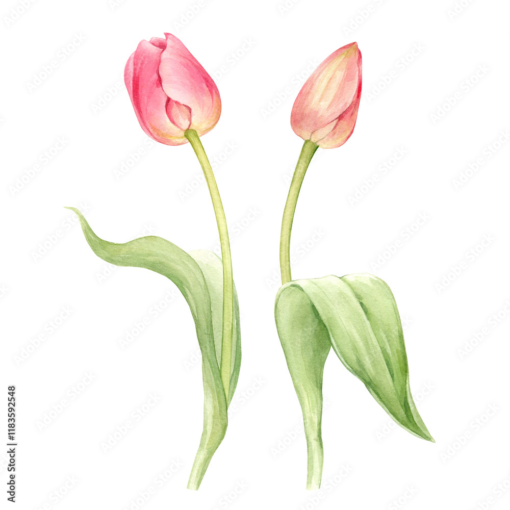 Pink tulips watercolor illustration isolated from background. Spring ...